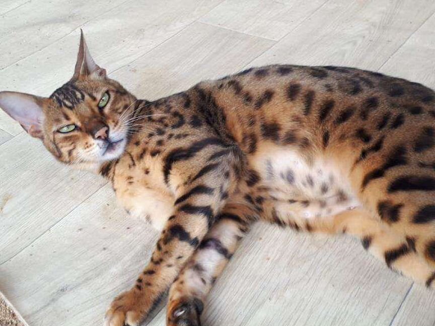 Бенгальская кошка бесплатно