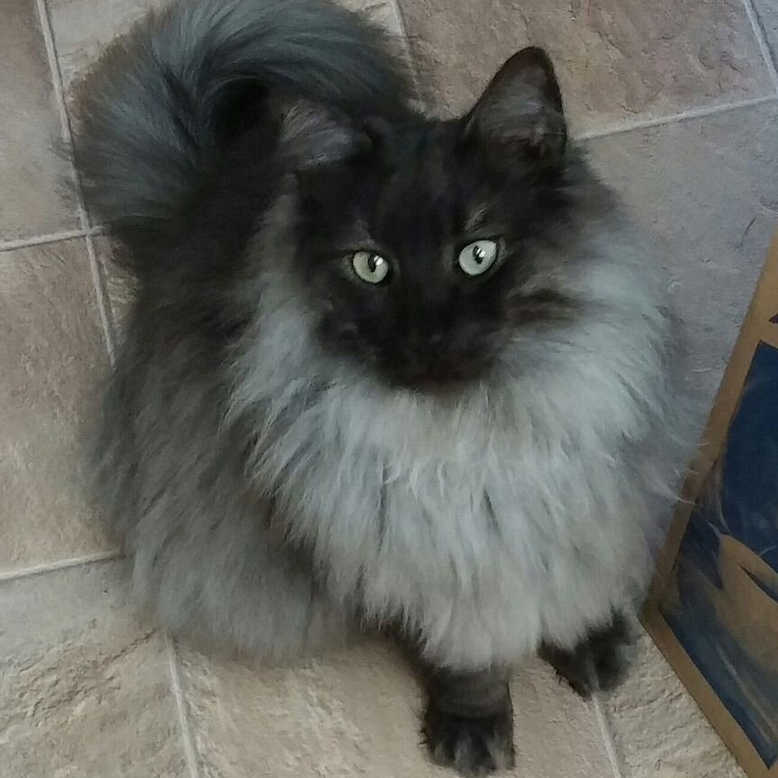 Взрослый кот в добрые руки