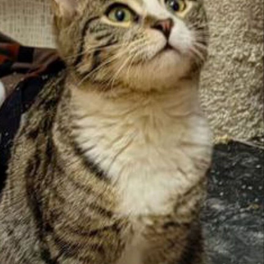 3х месячный мальчик ищет семью