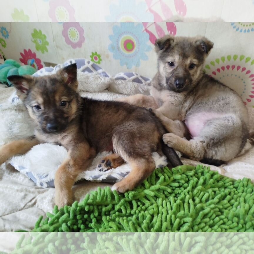 Щенок в добрые руки