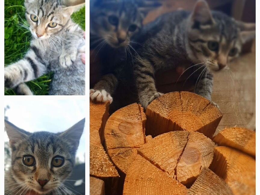 Порода не определена