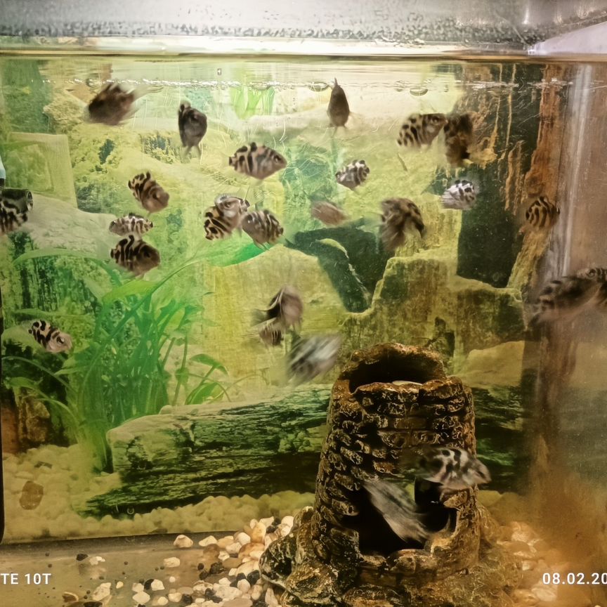 Сапфировый попугай