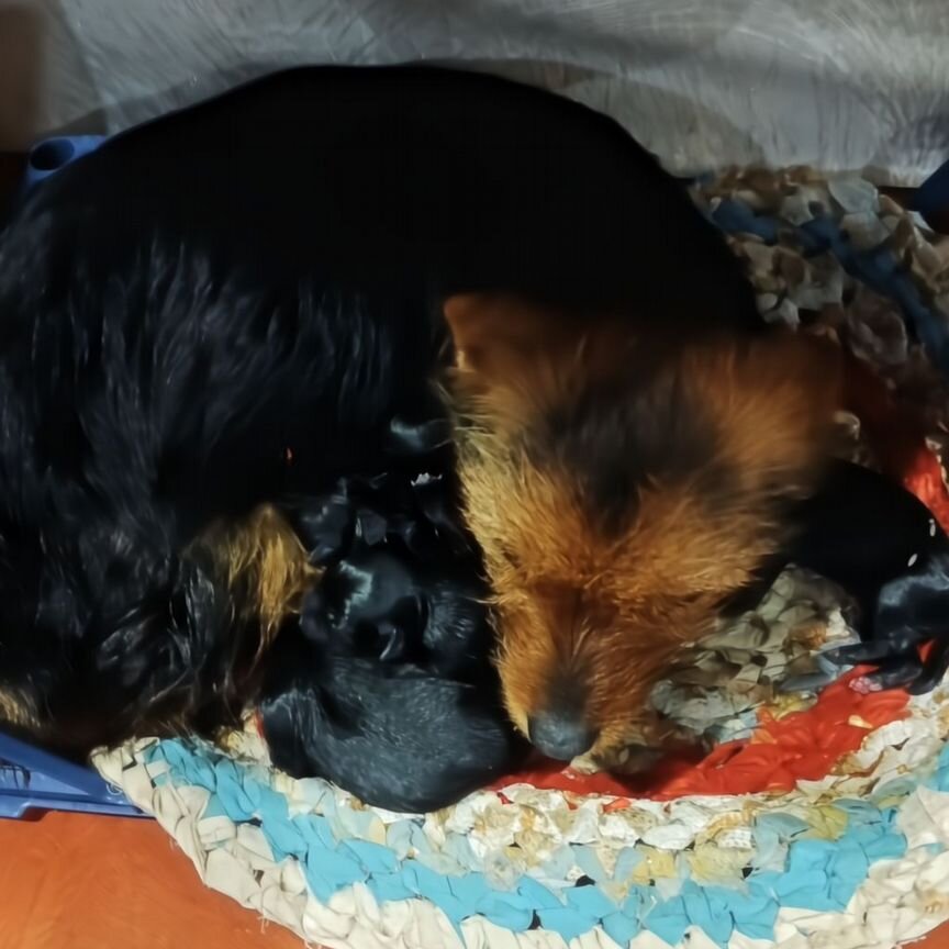 Йоркширский терьер, щенок