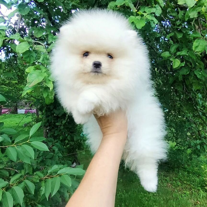 Кукляшная Чудо Красотка