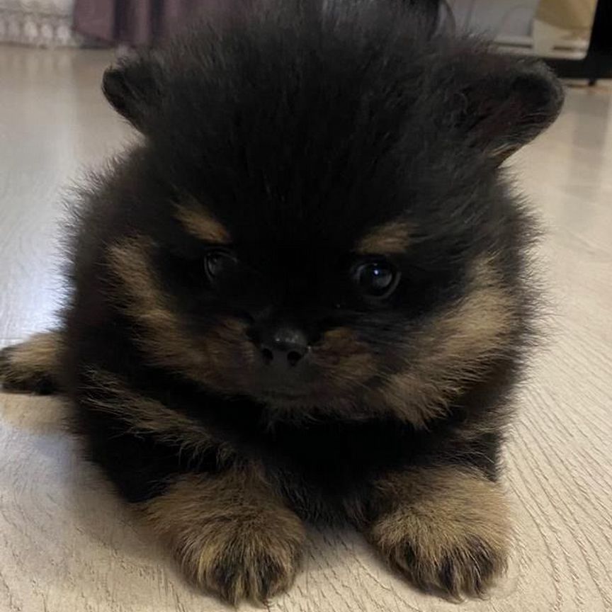 Померанский шпиц, щенок