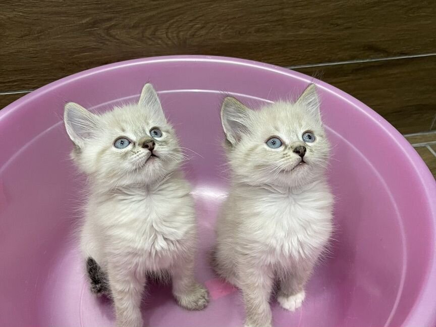 Невские маскарадные котята