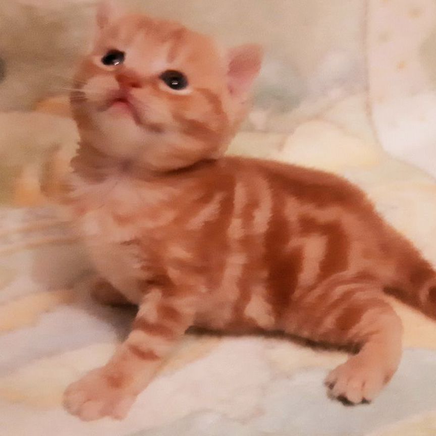 Шотландский прямоухий короткошёрстный котёнок