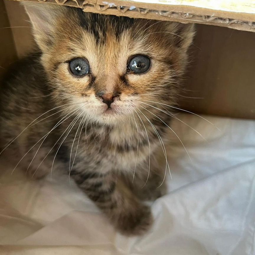 Котенок в добрые руки