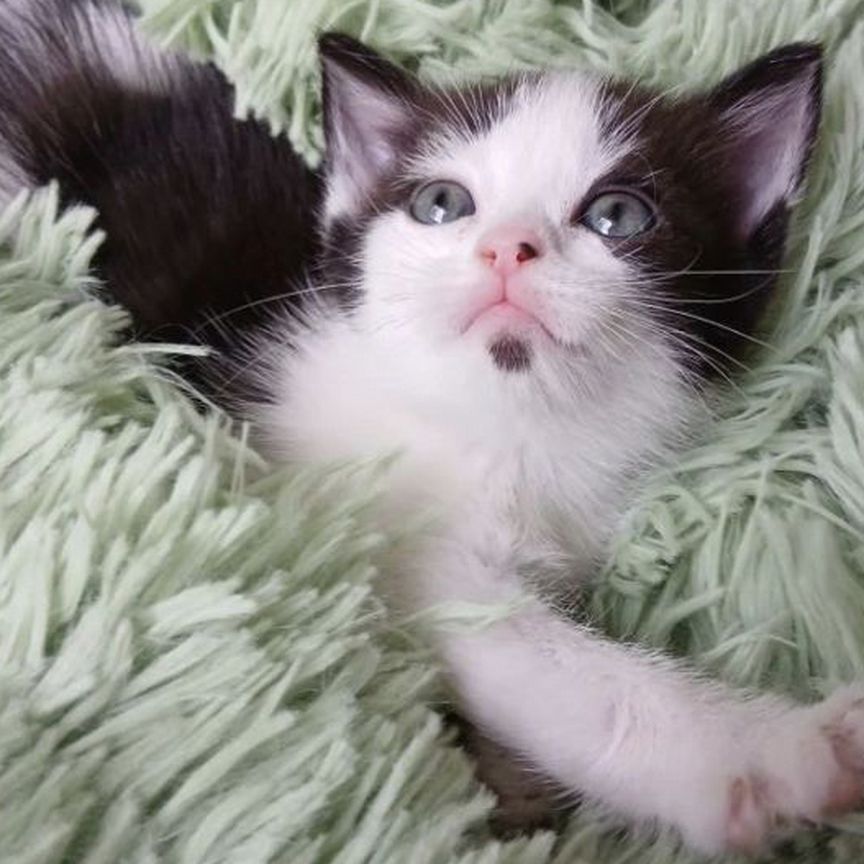 Котёнок в добрые руки