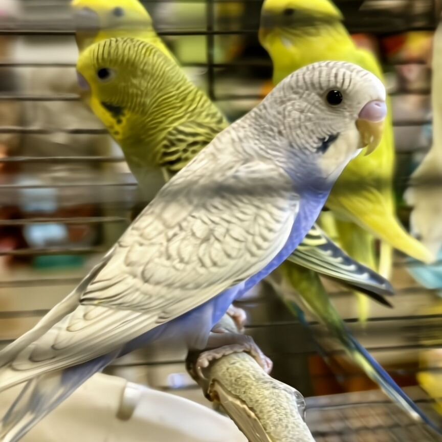 Волнистый попугай