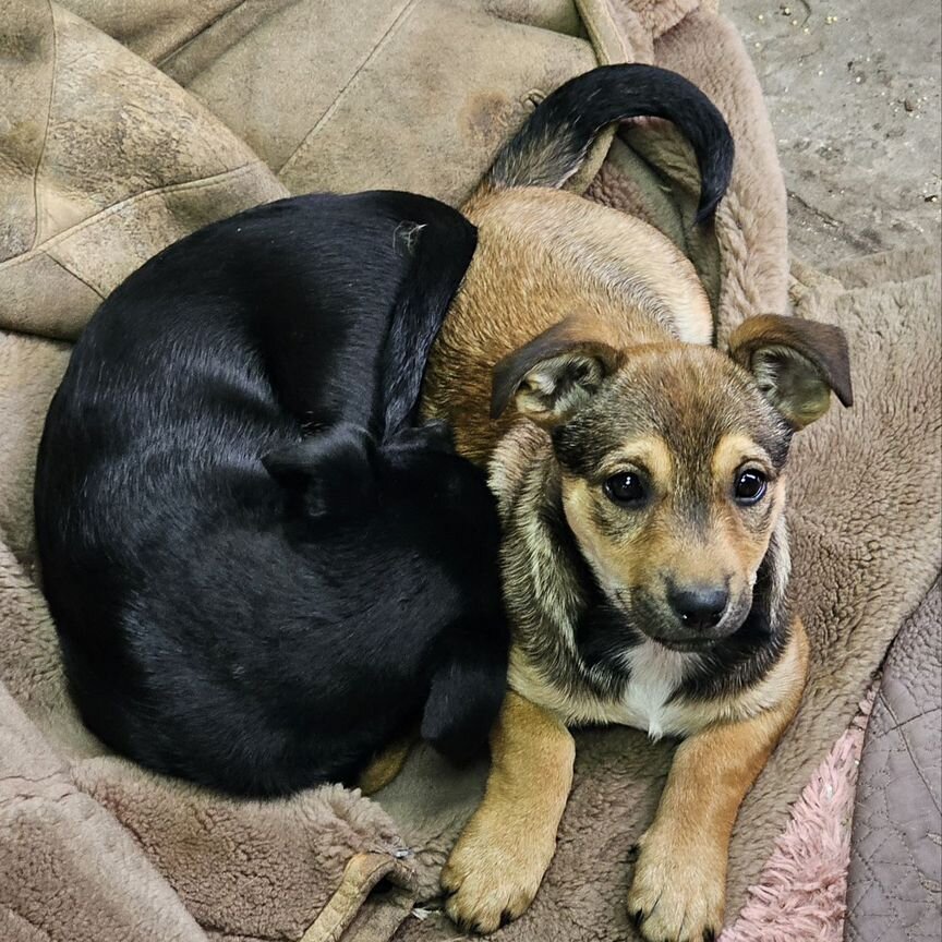 Щенки в добрые руки