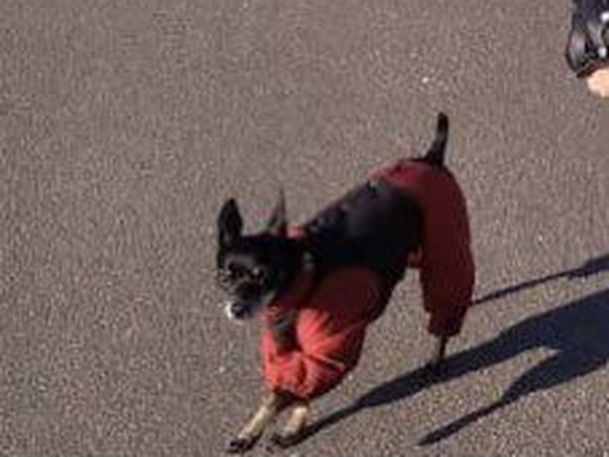 Комбинезон весна осень для мелких пород