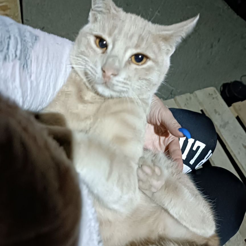 SOS Котик в добрые руки