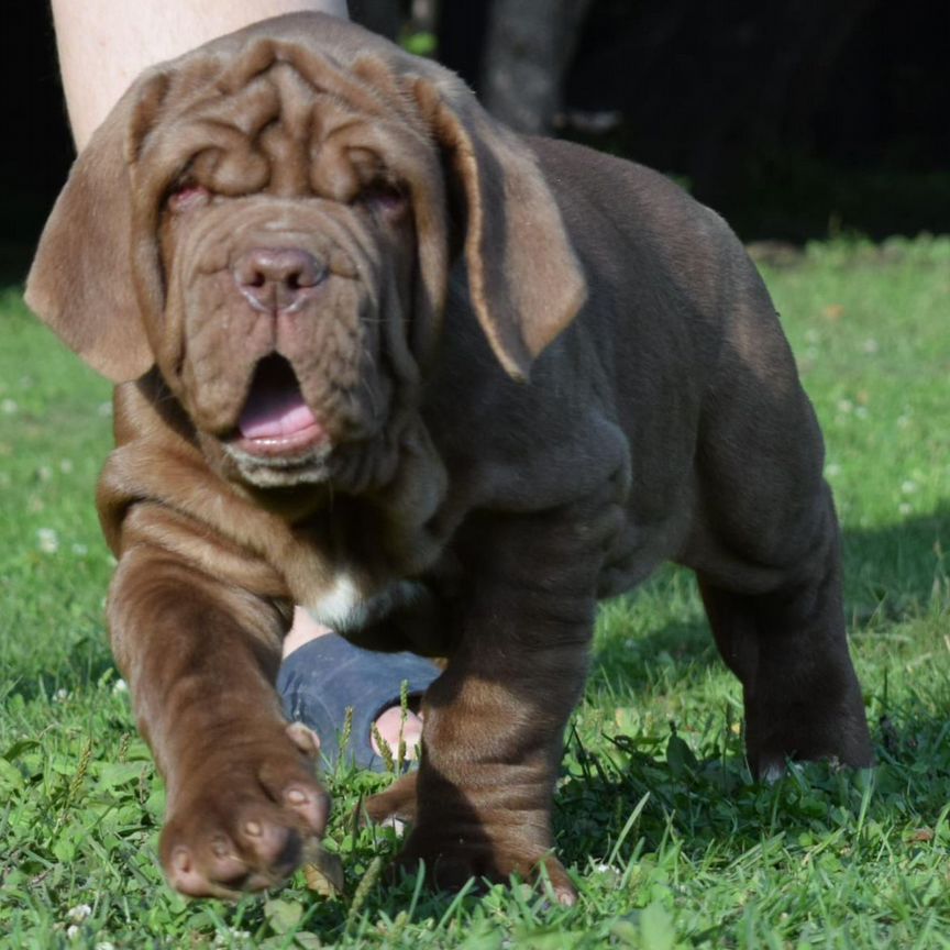 Мастино кобель