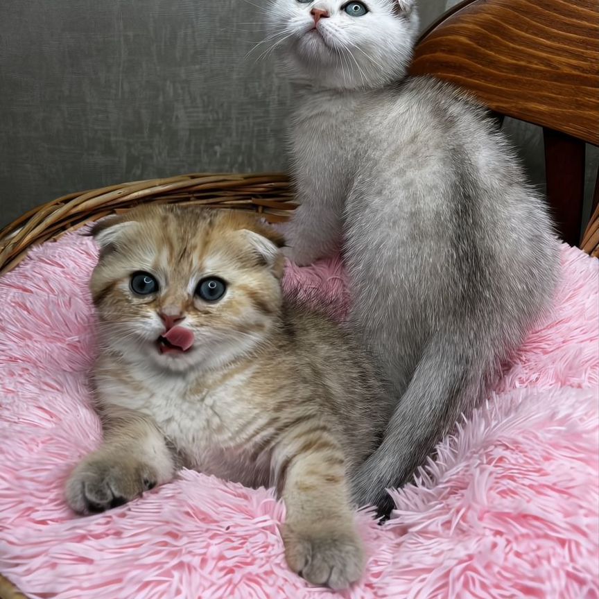 Шотландский вислоухий короткошёрстный котёнок