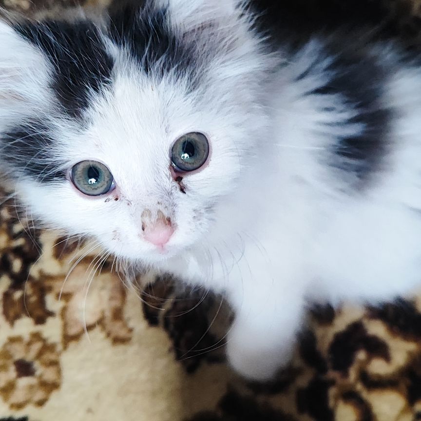 Отдам кошку