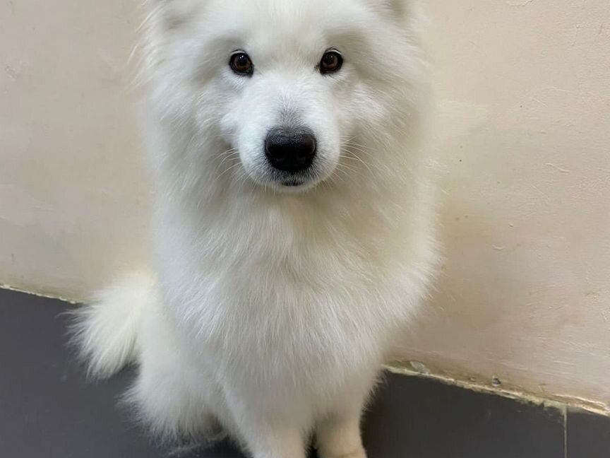 Самоедская лайка