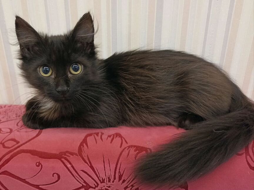 Черный пушистый котенок