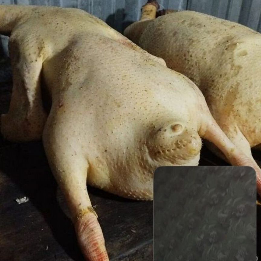 Продам гусей на племя и на мясо