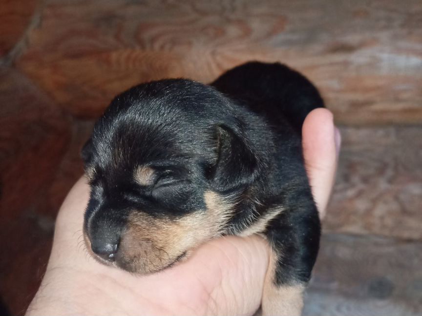Собака