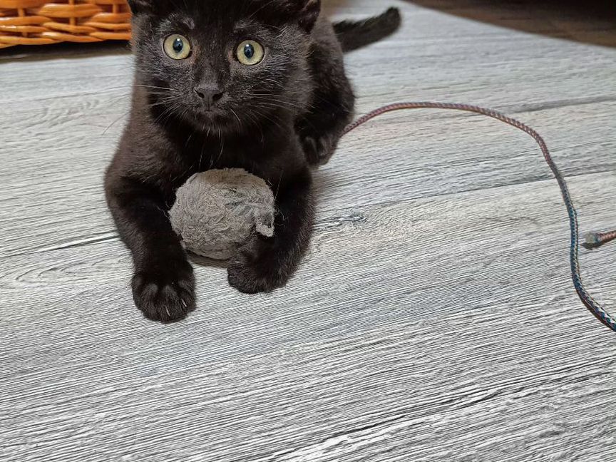 На брони Котенок Куба в дар