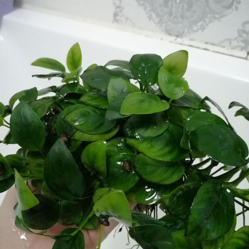 Анубиас бартера нана