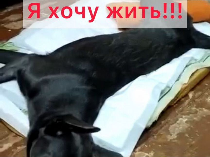 Собака на усыпление