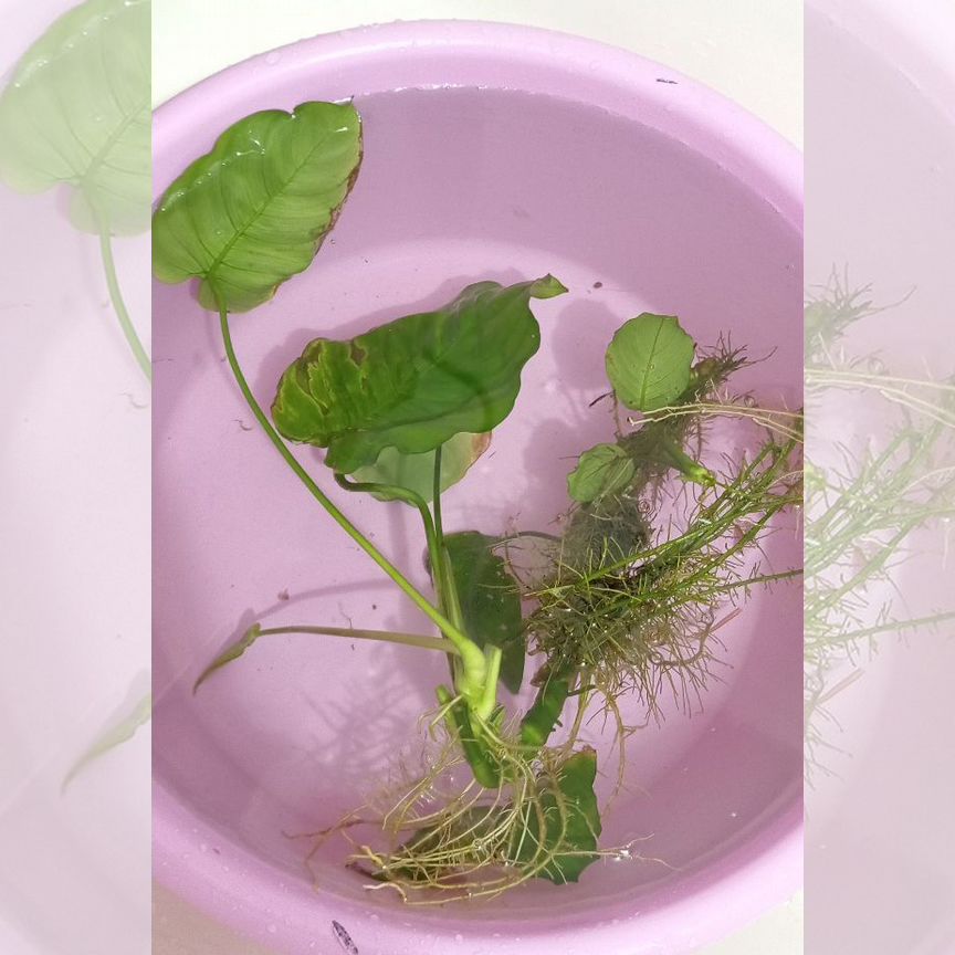 Аквариумные растения прополка