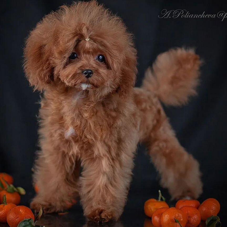 Той-пудель, щенок