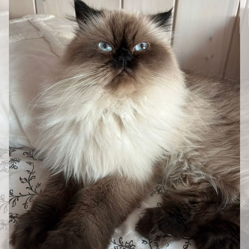Кошечка Невская Маскарадная