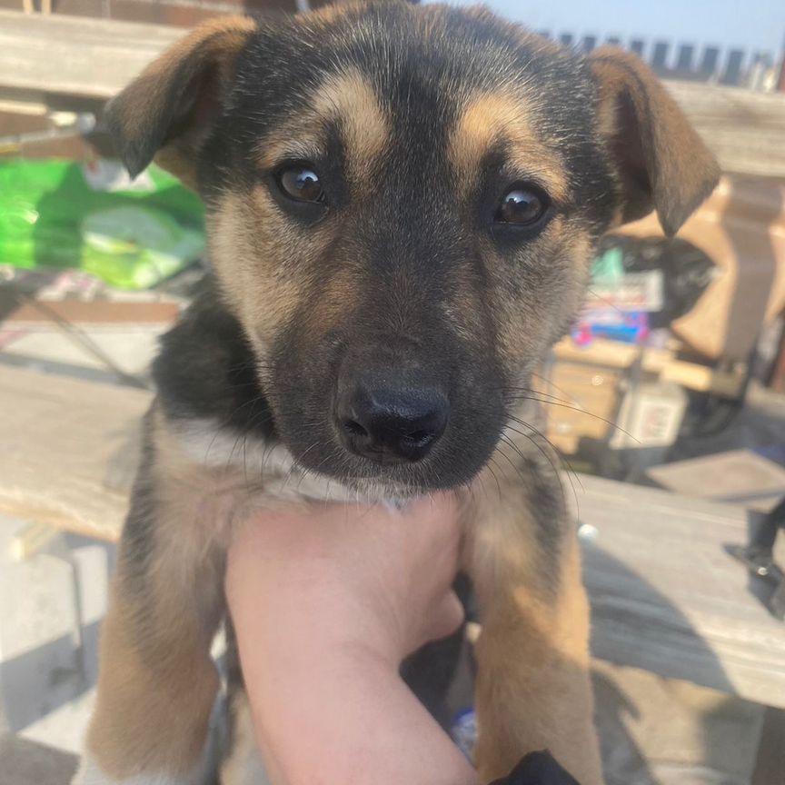 Отдам щенков Корги