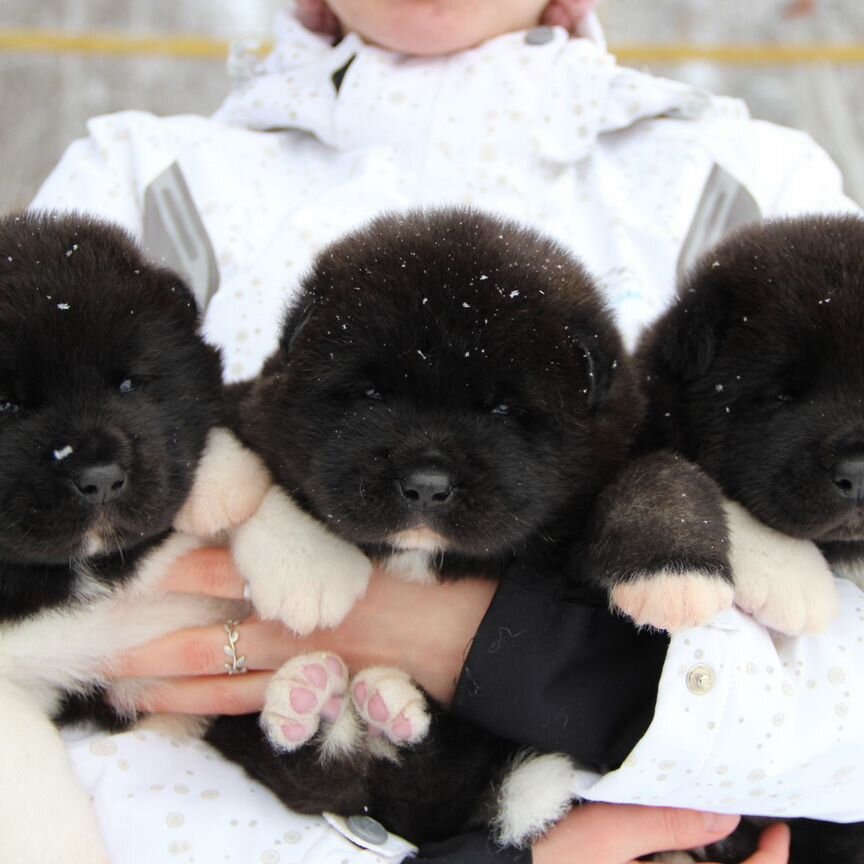 Американская акита