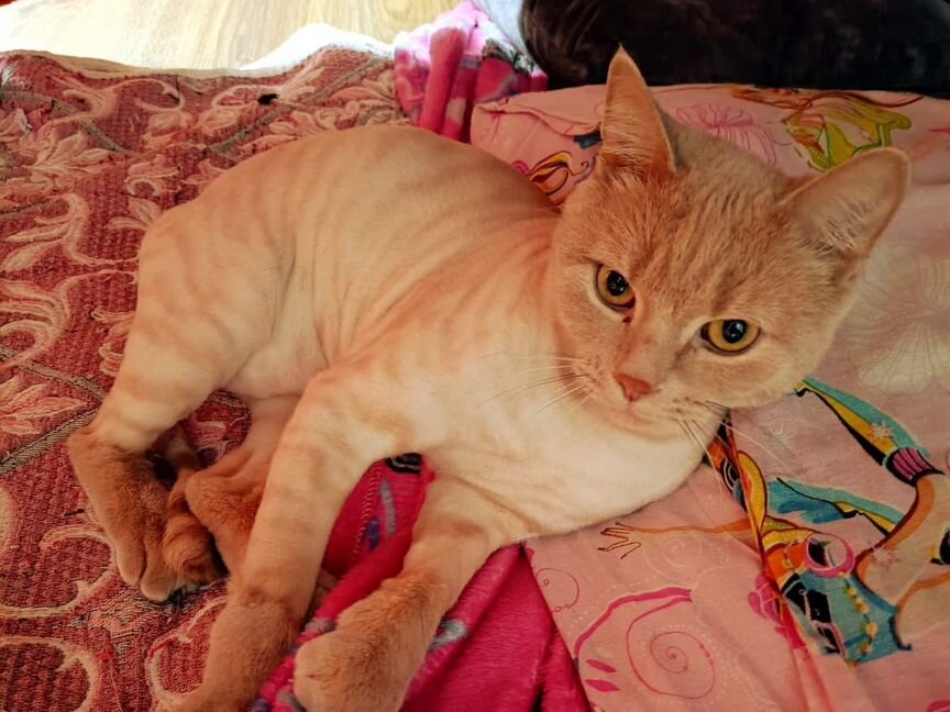 Ласковому котику нужен дом или передержка