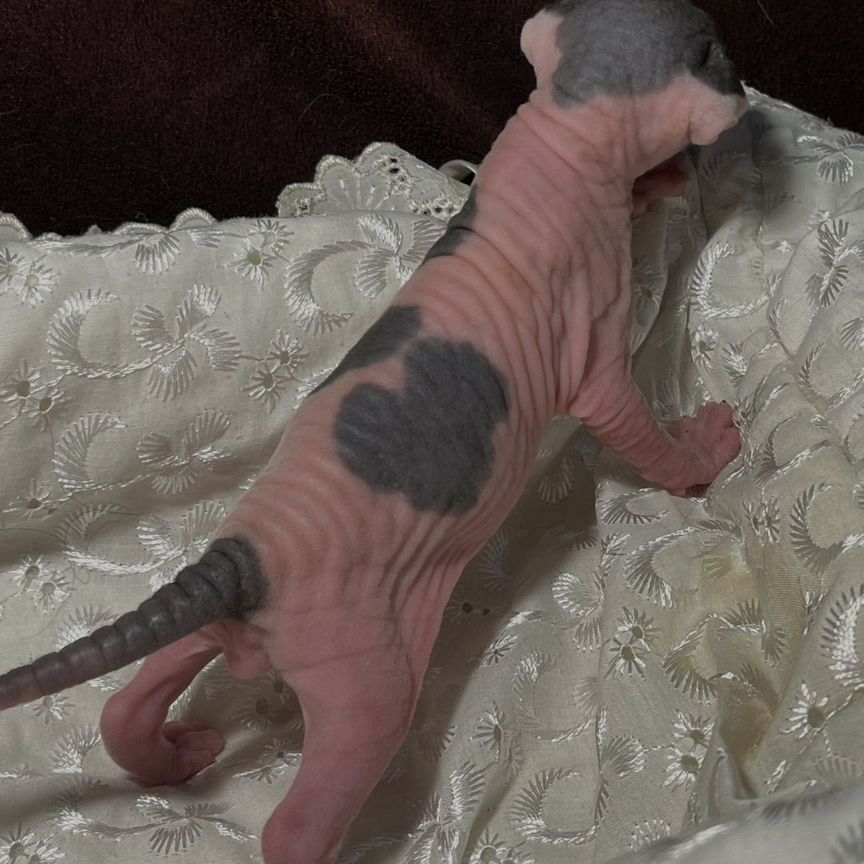 Канадский сфинкс котенок