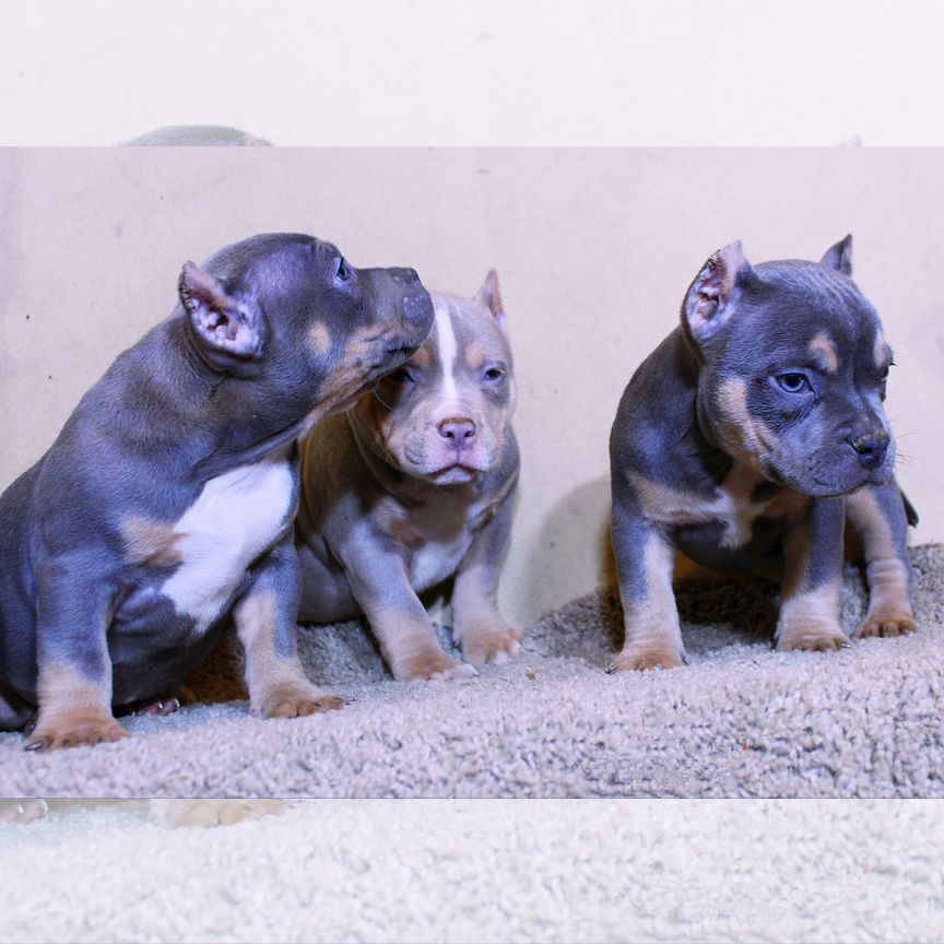 Американский булли, щенок