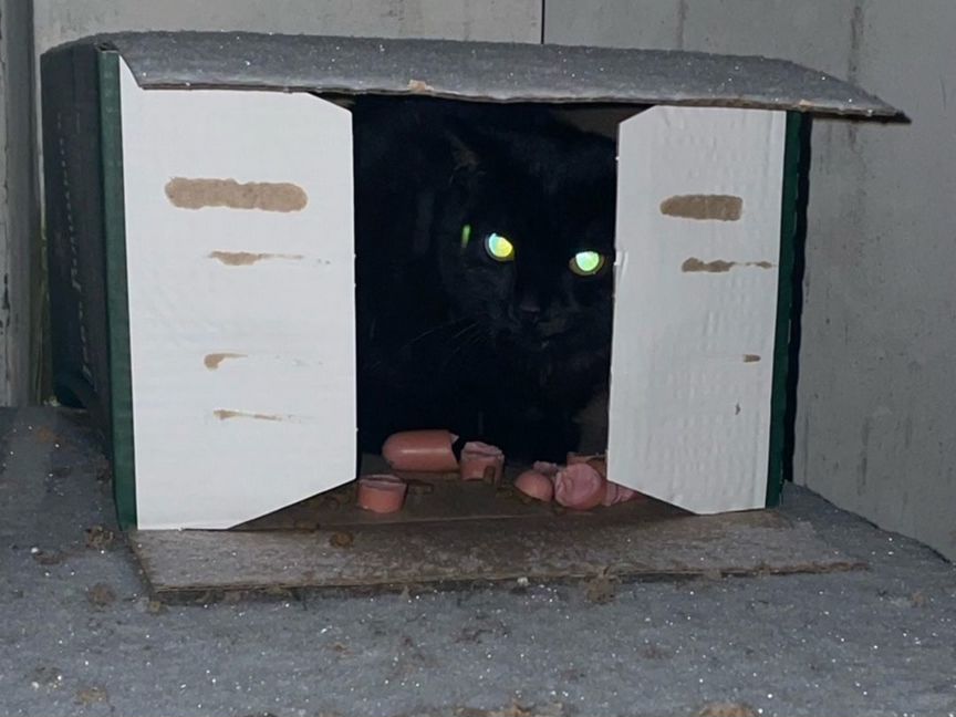 Кот в добрые руки