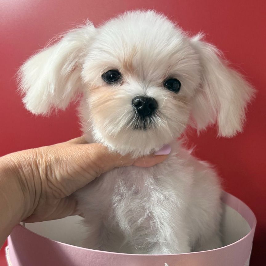 Мальтийская болонка, щенок