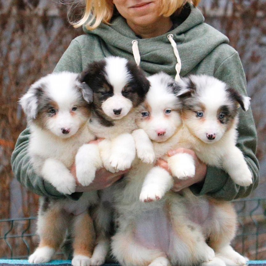 Австралийская овчарка, щенок