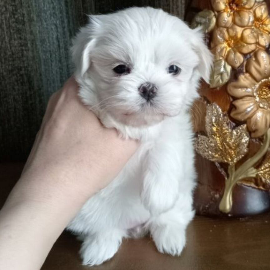 Мальтийская болонка, щенок