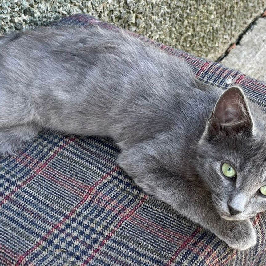 Котята русской голубой метис