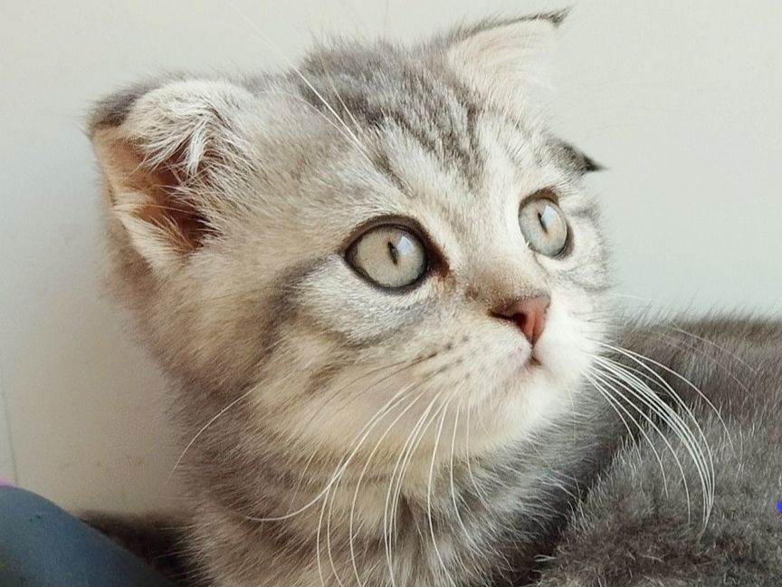 Пушистый Милаш