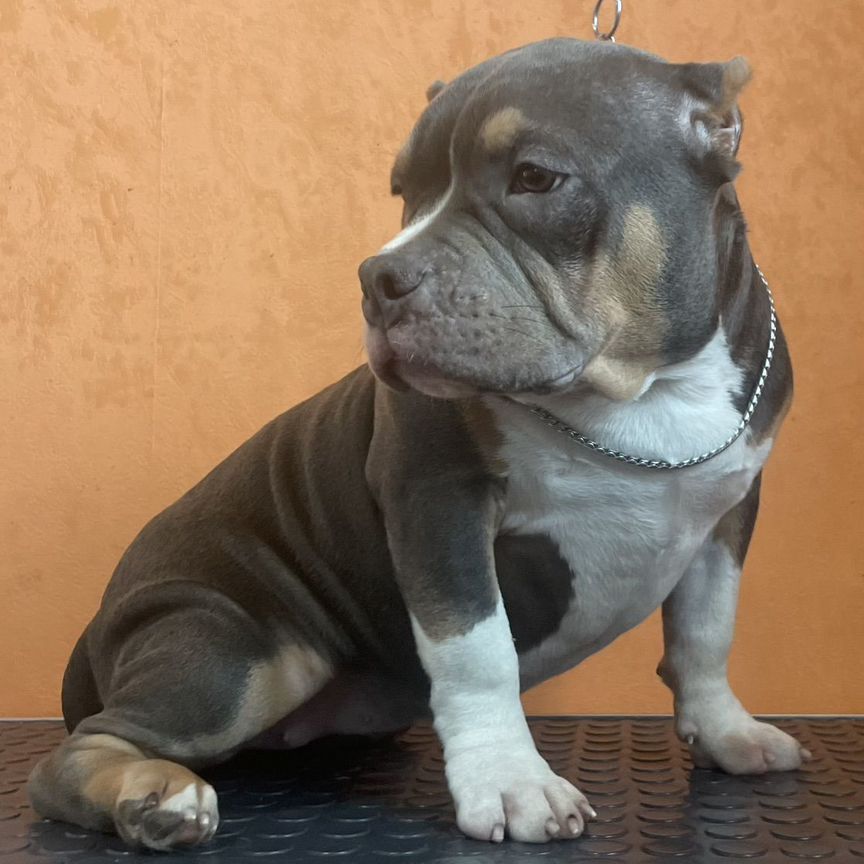 Щенок булли 5 месяцев