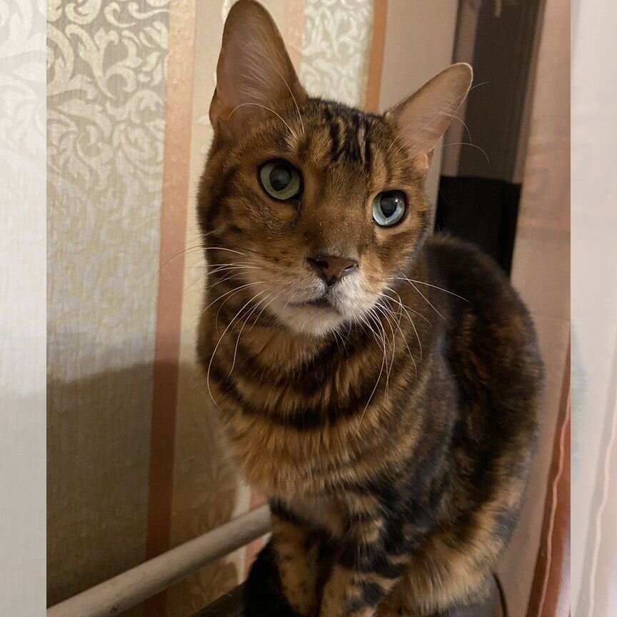 Бенгальская, взрослая кошка