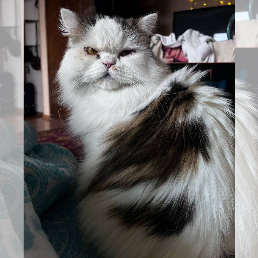 Кот Беляш в добрые руки