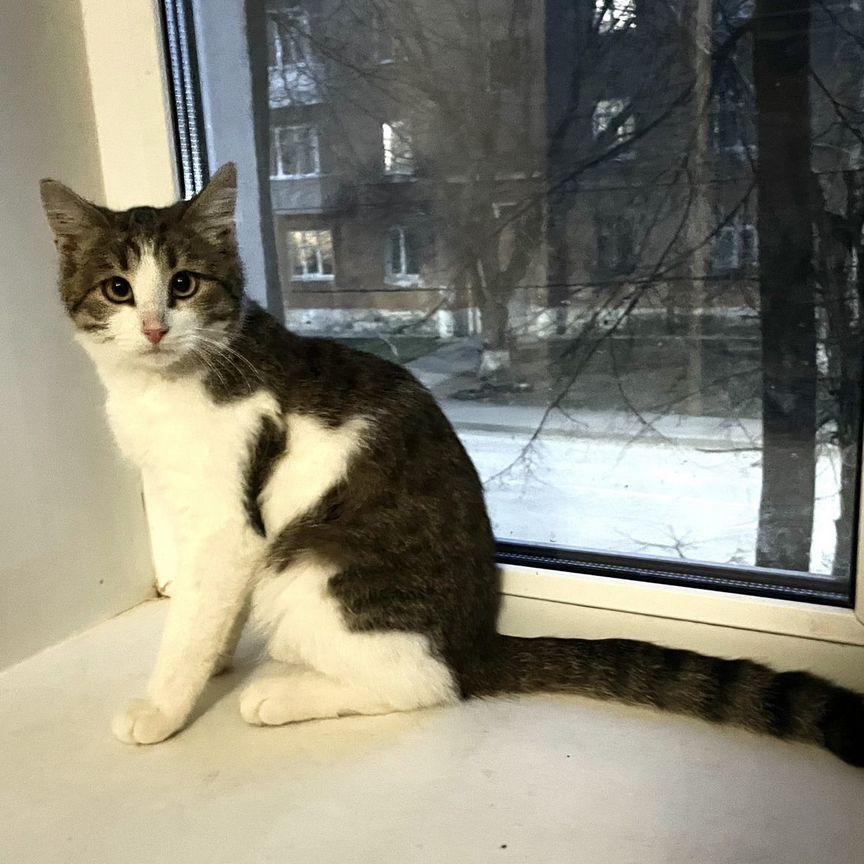 Котёнок в добрые руки