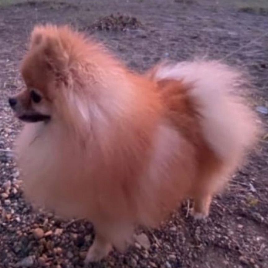 Померанский шпиц, взрослая собака