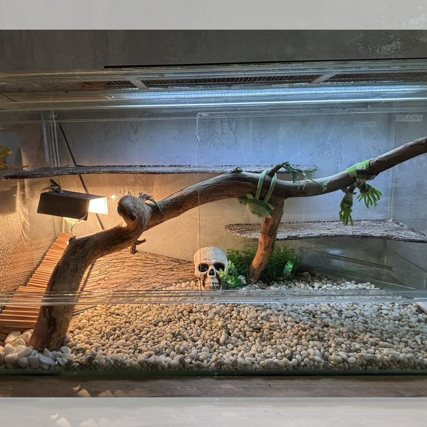 Терариум 80/40/40 для агамы с уф лампой, СПб