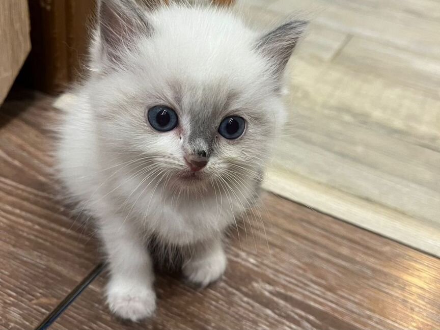 Рэгдолл котята
