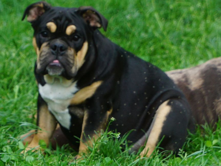 Английский бульдог