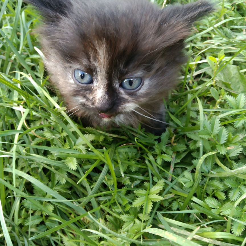 Котята мальчики 1 месяц в добрые руки